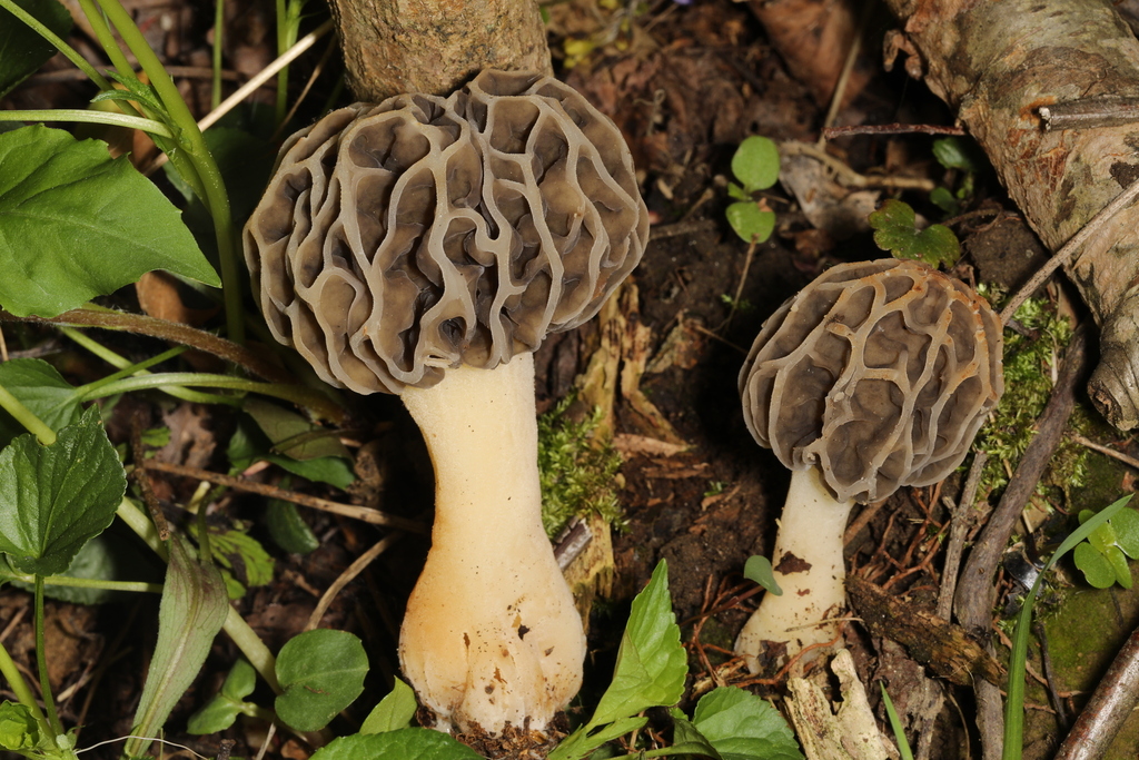 true morels from Leechburg, PA 15656, USA on May 05, 2023 at 05:05 PM ...