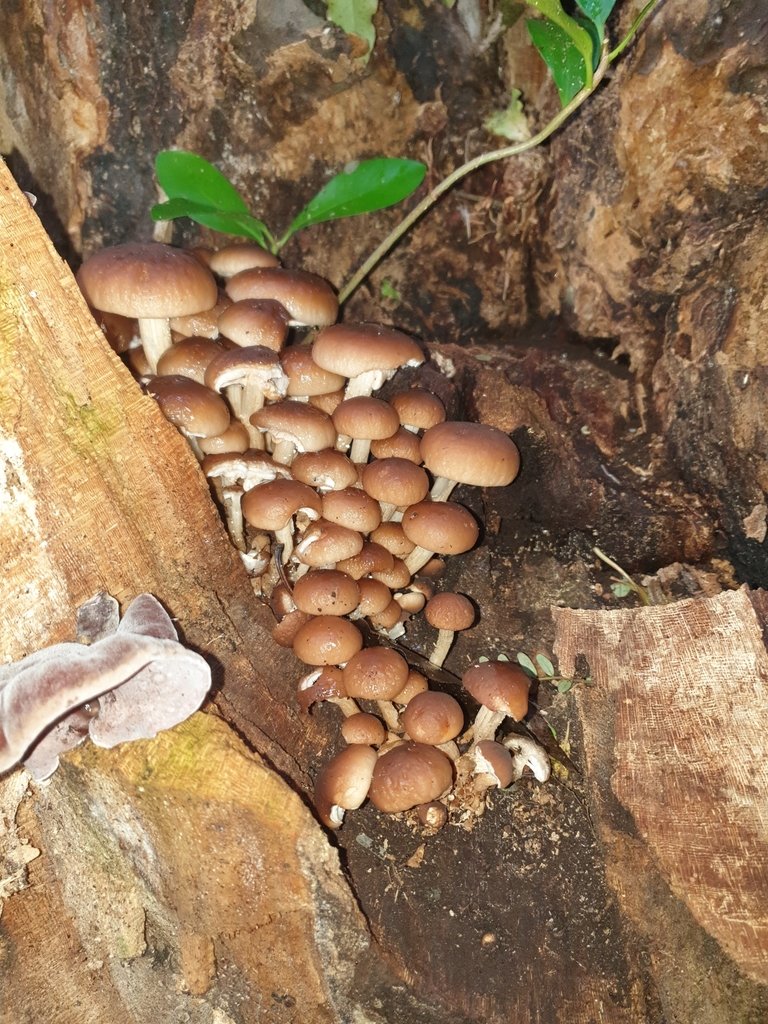 Tawaka from Tokomaru, New Zealand on May 16, 2023 at 04:43 PM by sylv22 ...