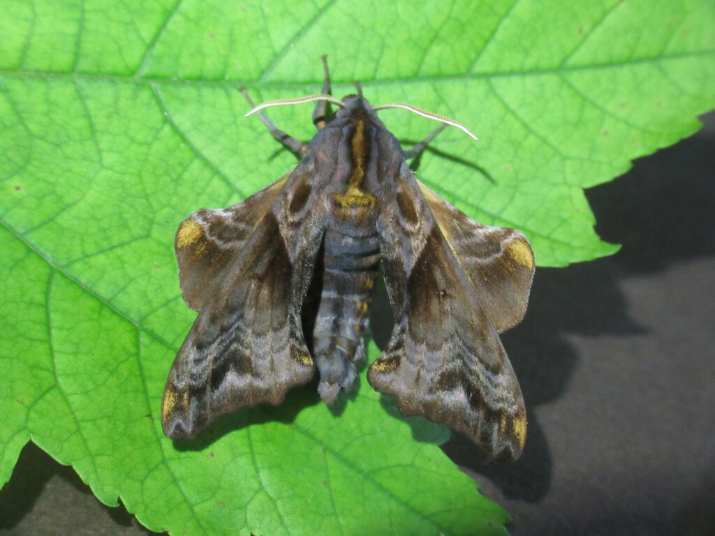 Small-eyed Sphinx from Rocky Fork Rd, Logan, OH 43138, USA on May 13 ...