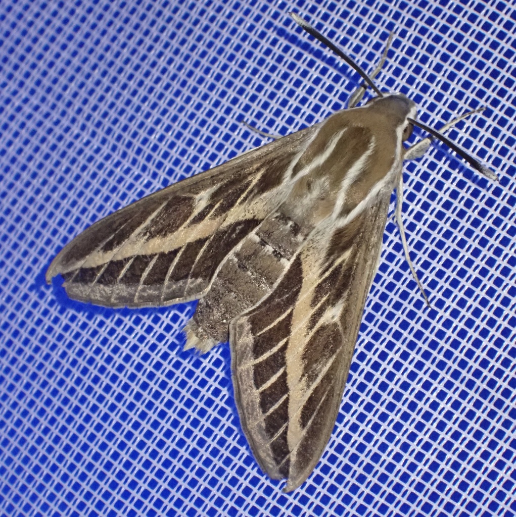 Striped Hawkmoth from Route Cotiere de Safi, Ounagha, Marrakesh-Safi ...