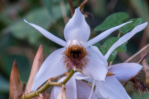 Section Elatae · iNaturalist