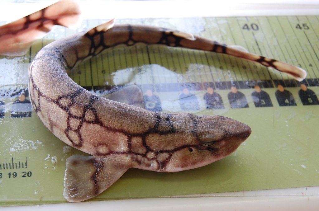 Chain Catshark (Scyliorhinus retifer) - Marine Life Identification