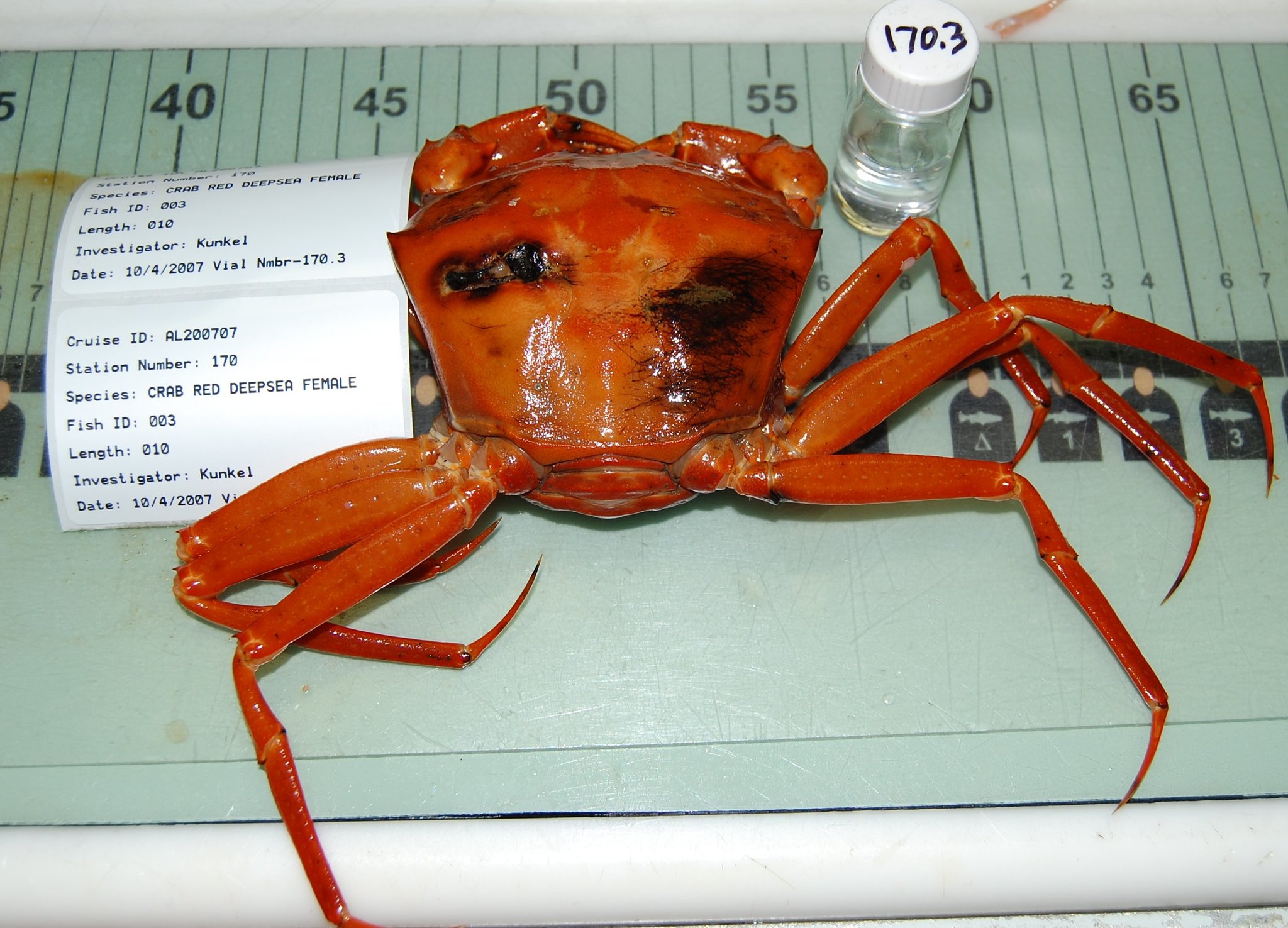 Chaceon Manning & Holthuis, 1989