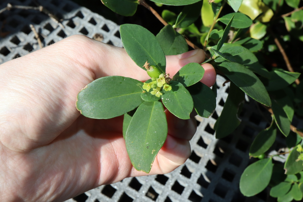 Bootlace Plant from Port Macquarie NSW 2444, Australia on May 12, 2023 ...