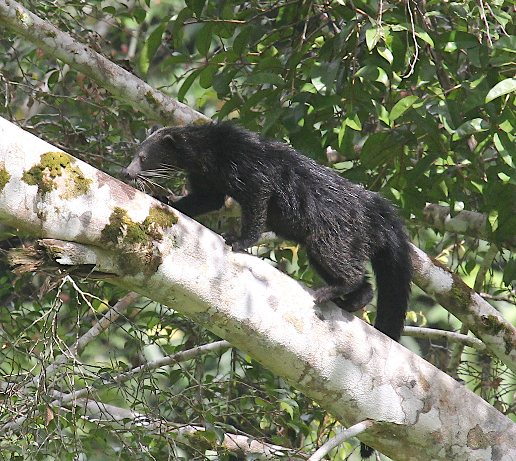 Binturong in January 2014 by cirolana · iNaturalist