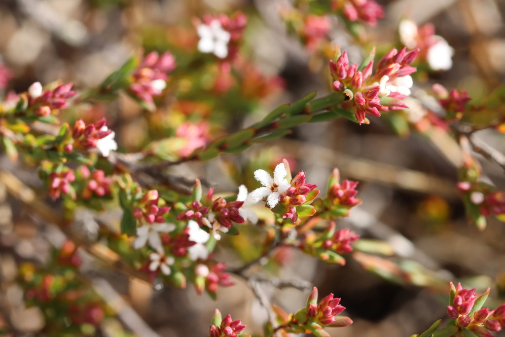 common beard-heath from Blue Mountains NSW, Australia on April 11, 2023 ...