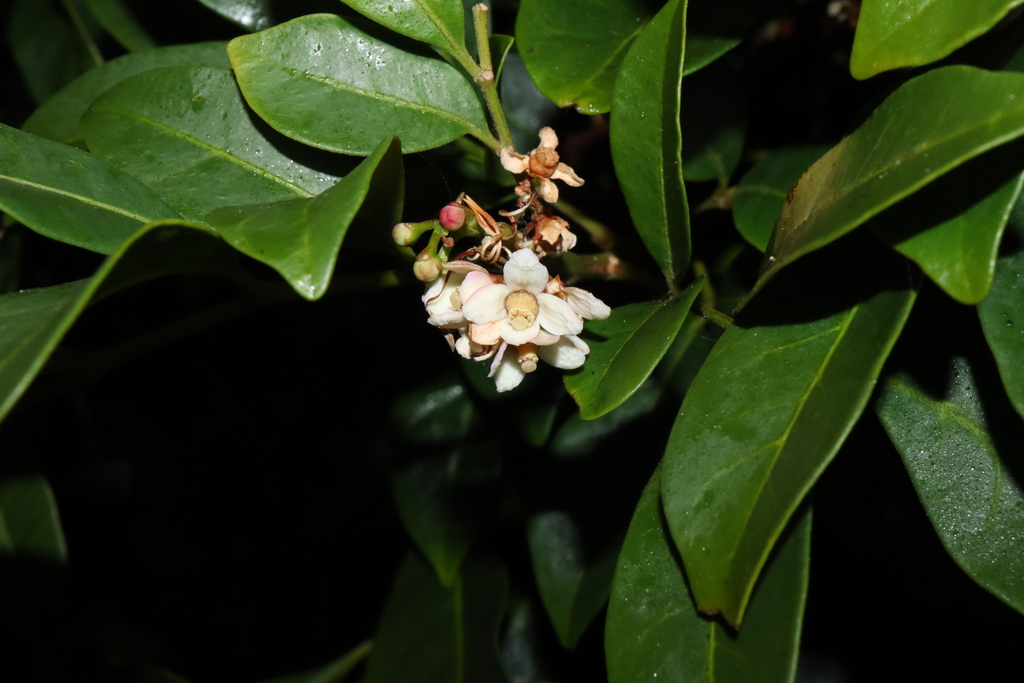 scentless rosewood from Port Macquarie NSW 2444, Australia on May 12 ...