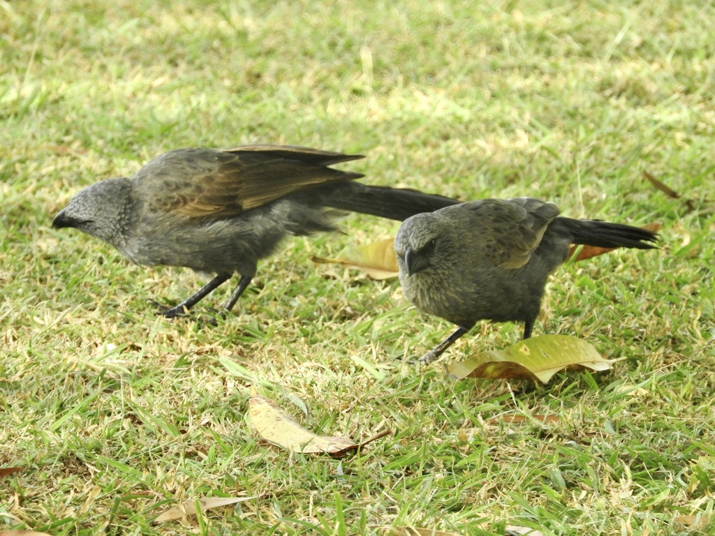 Apostlebird from Grevillea Ct, Greenvale, QLD, AU on May 16, 2023 at 01 ...