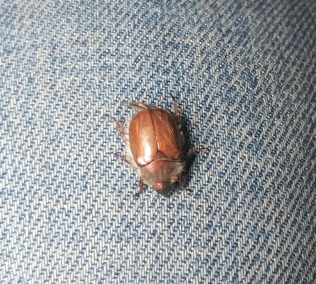 Proagopertha lucidula from Ussuriyskiy rayon, RU-PR, RU on May 16, 2023 ...