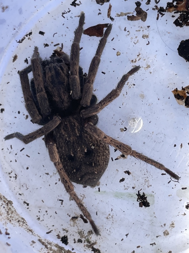 Prowling Spiders from Southbridge School, Southbridge, Canterbury, NZ ...