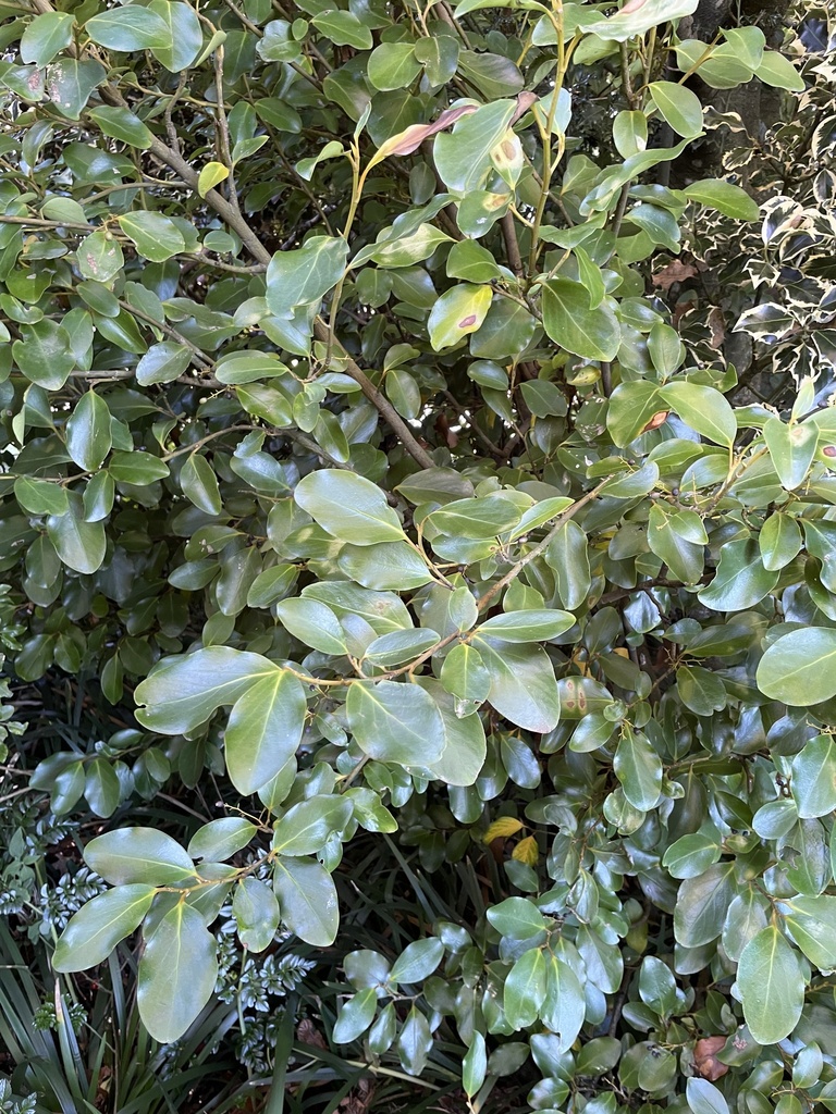 New Zealand Broadleaf from Southbridge School, Southbridge, Canterbury ...