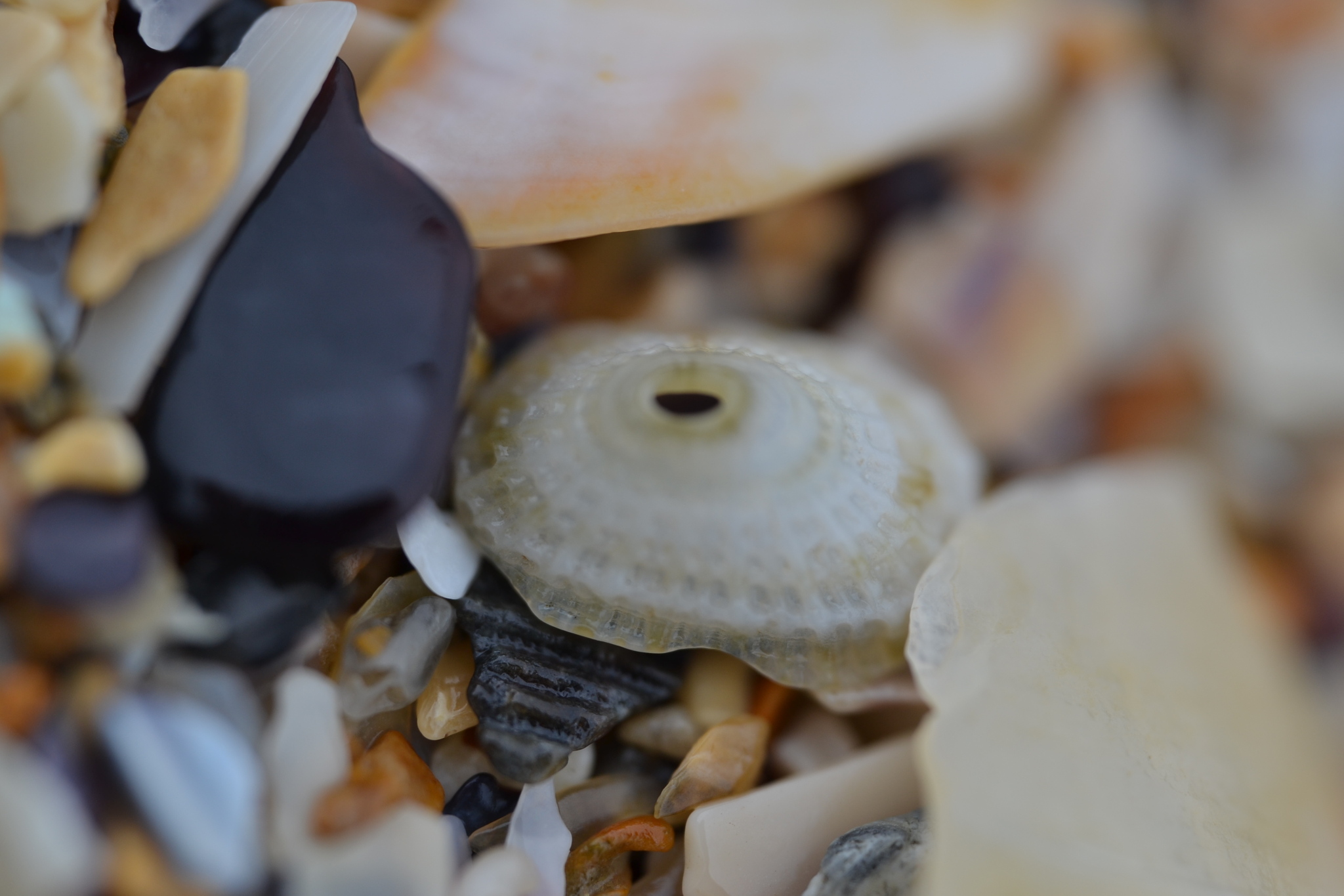 Diodora graeca (Linnaeus, 1758)