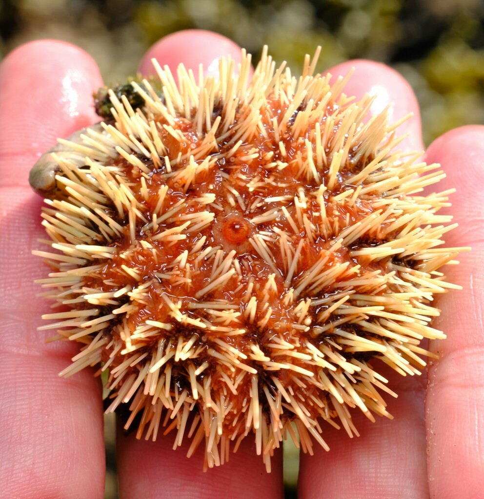 Collector Urchin from Port Macquarie NSW 2444, Australia on May 13 ...