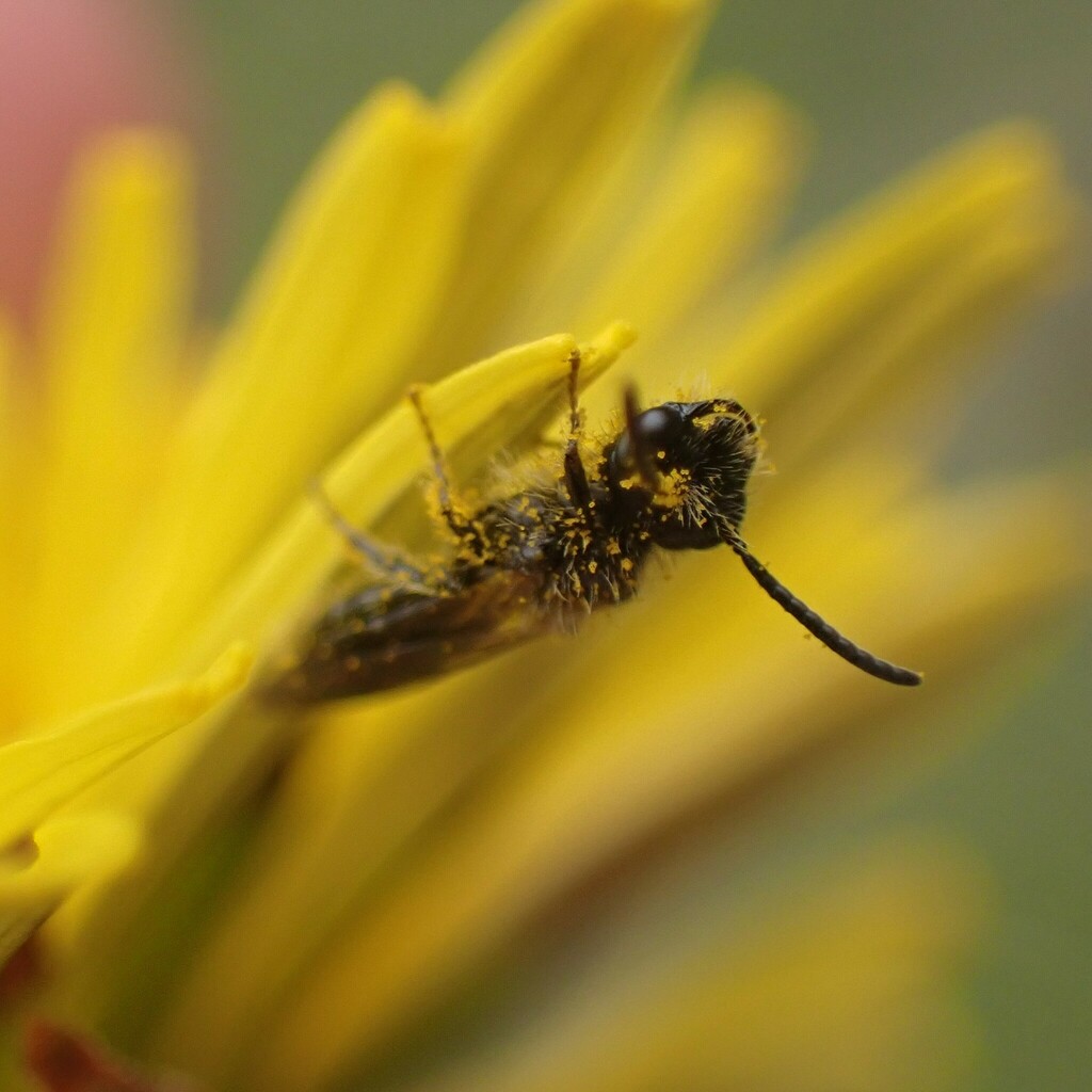 Panurginus from Lakeland Hills, Auburn, WA, USA on April 30, 2023 at 04 ...