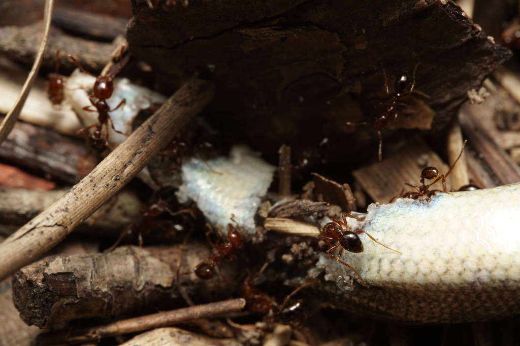 Red Imported Fire Ant from Houston, TX, USA on May 15, 2023 at 01:36 PM ...