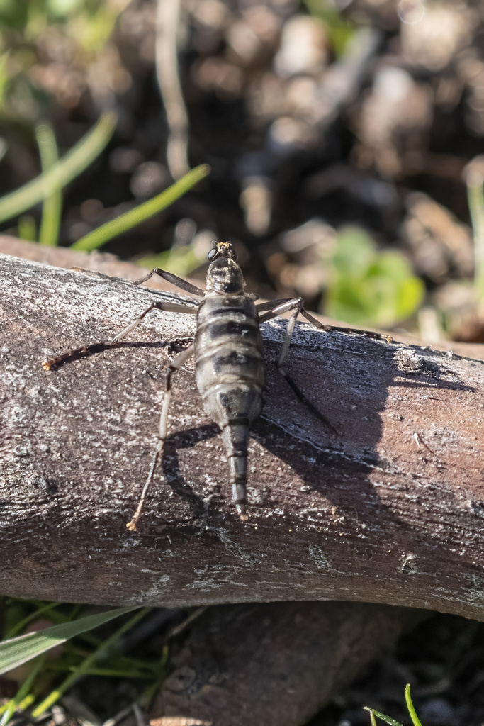 Australian Wingless Soldier Fly from Australian Capital Territory ...