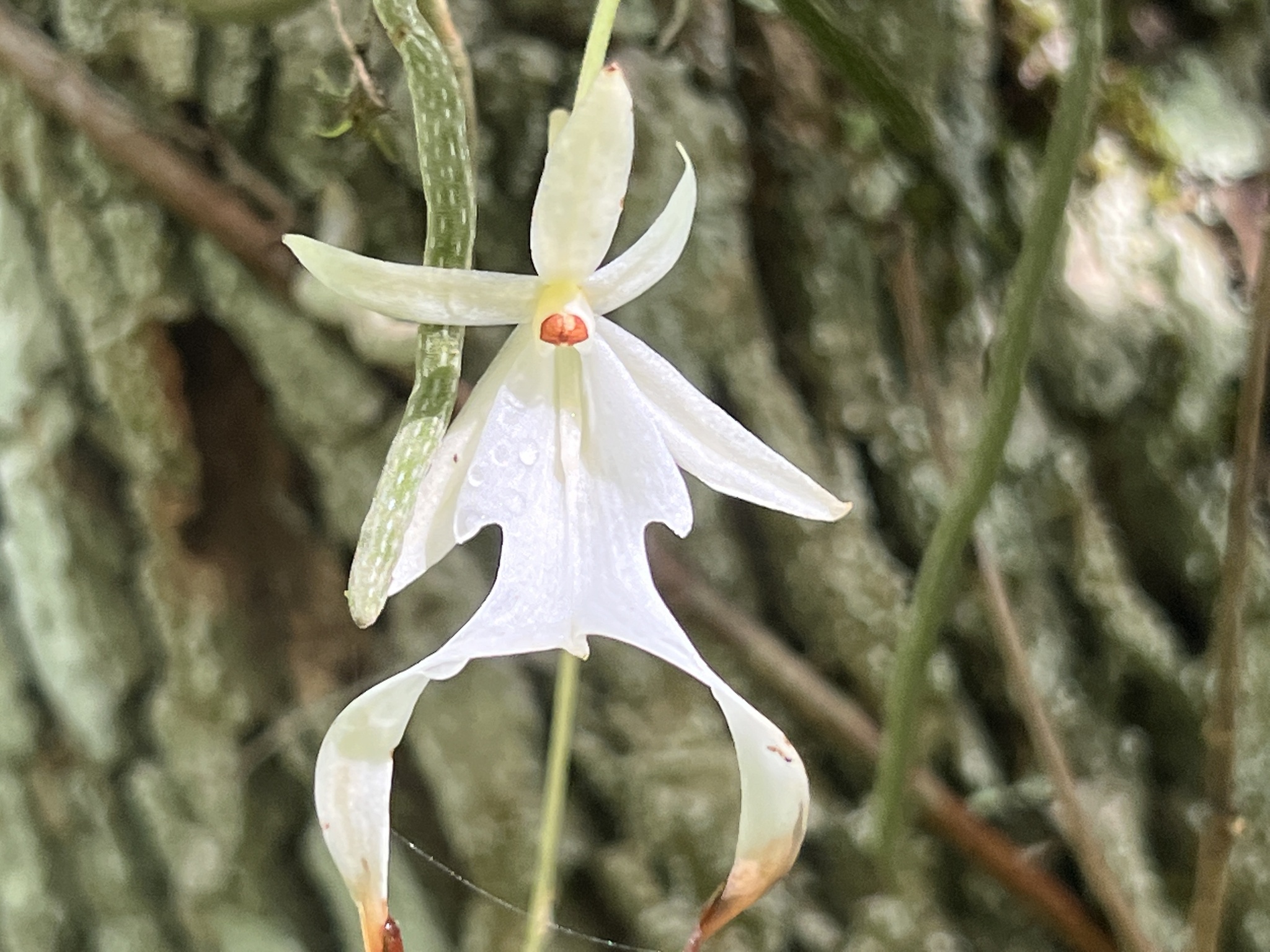 Dendrophylax lindenii (Lindl.) Benth. ex Rolfe