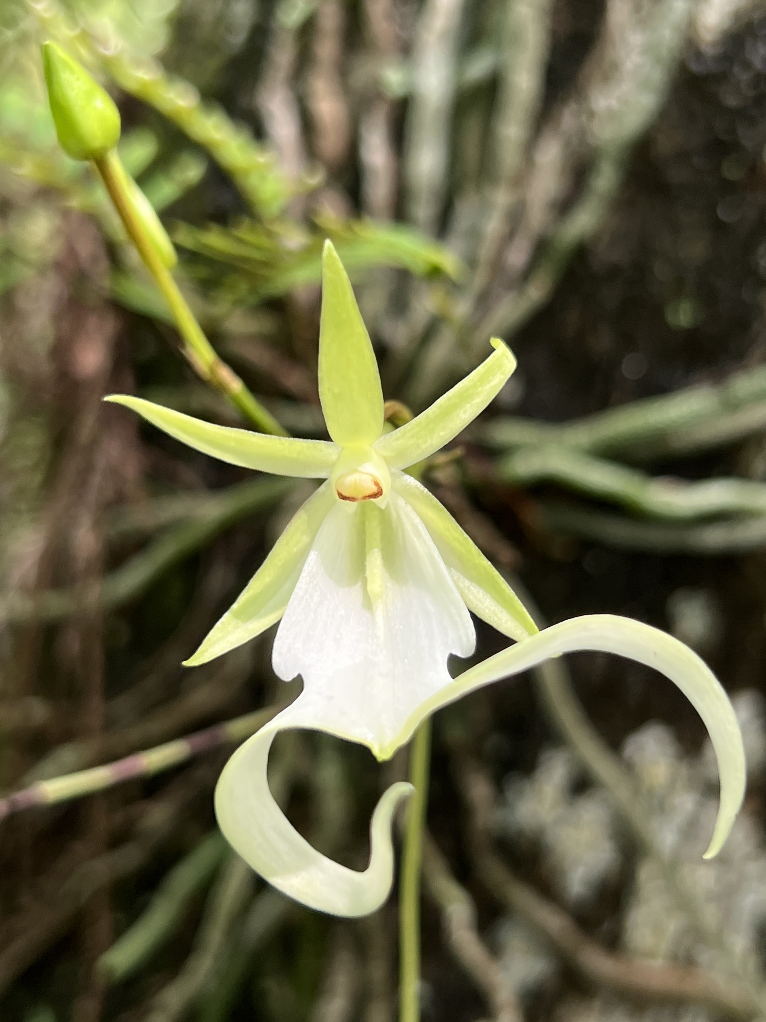 Dendrophylax lindenii (Lindl.) Benth. ex Rolfe