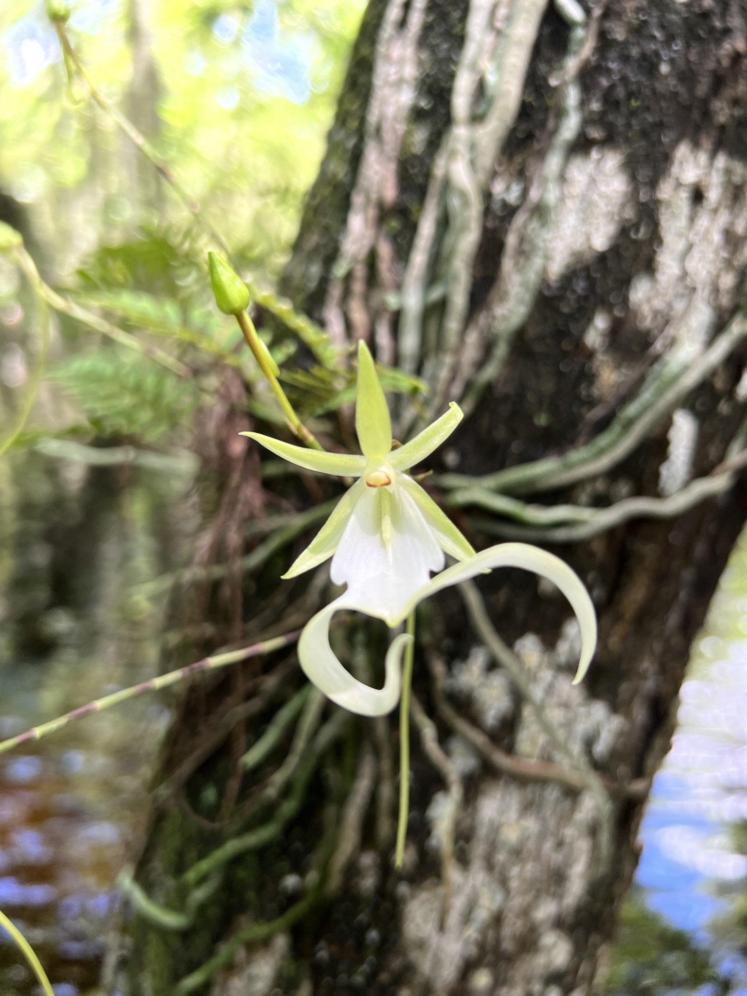 Dendrophylax lindenii (Lindl.) Benth. ex Rolfe