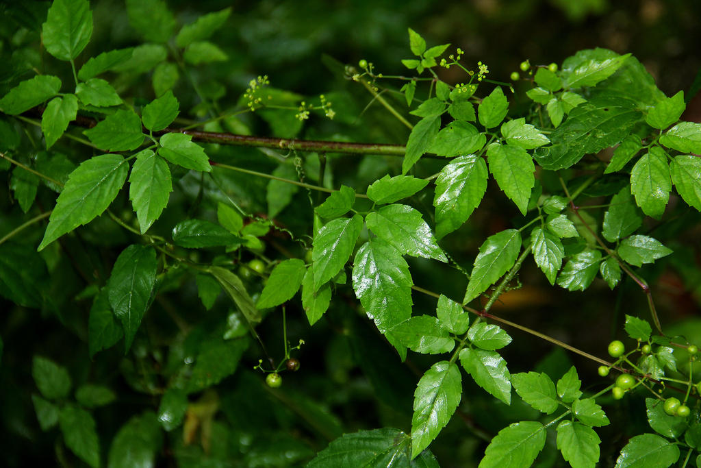 Afrocayratia gracilis from Khodzue river gorge, Cheringoma, Mozambique ...