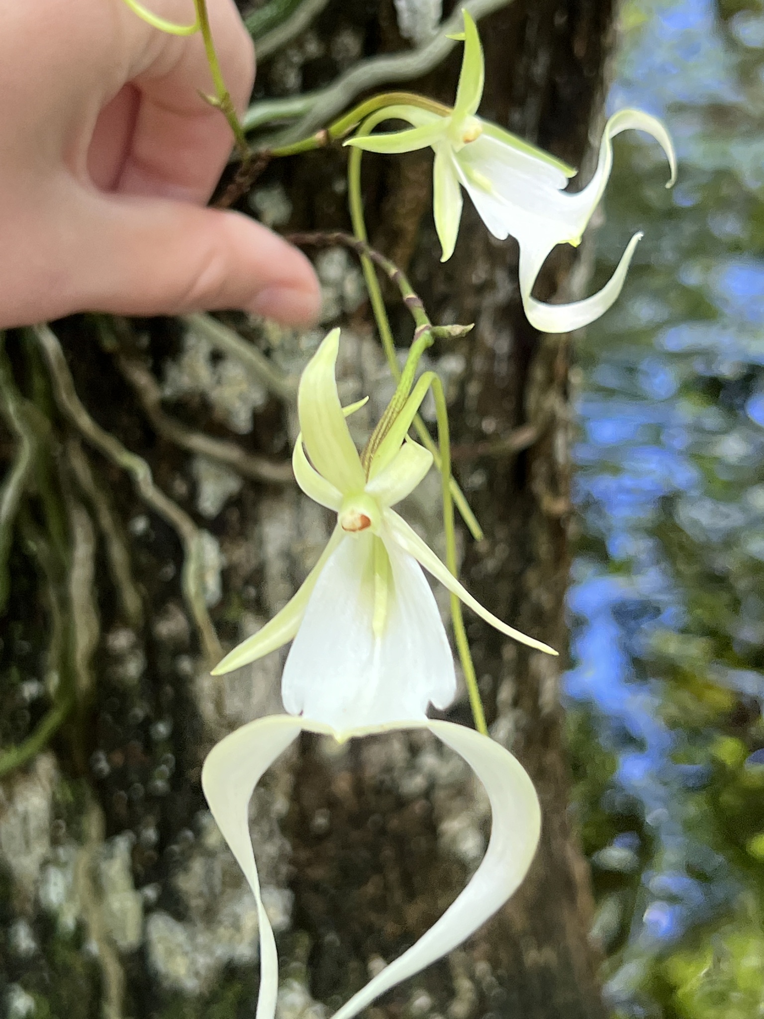 Dendrophylax lindenii (Lindl.) Benth. ex Rolfe