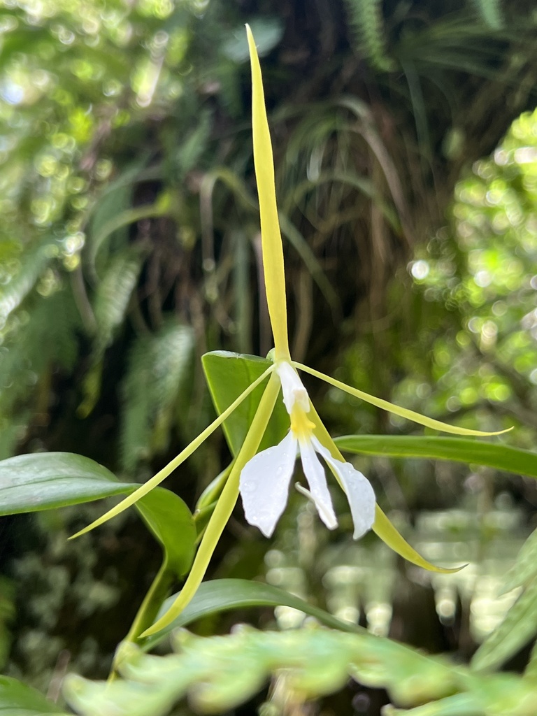 Night Scented Orchid in July 2022 by Sarah Wetterer · iNaturalist