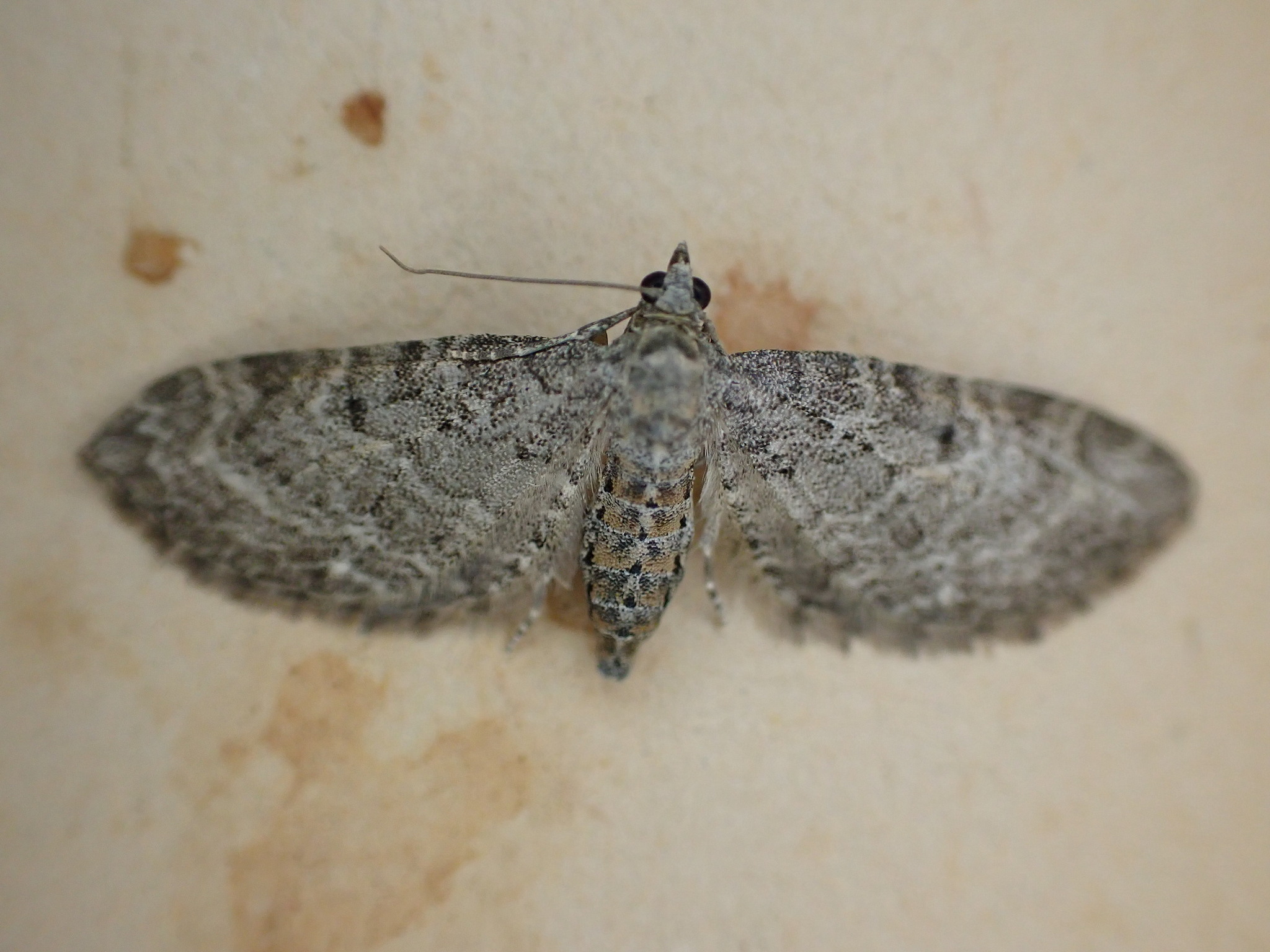 Eupithecia subfuscata (Haworth, 1809)