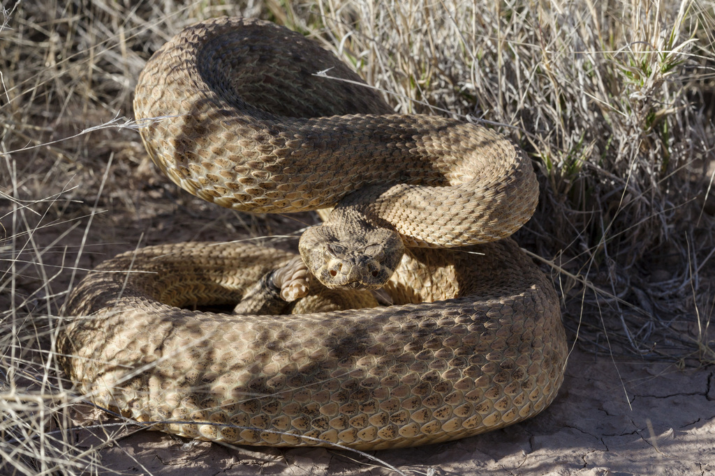Prairie Rattlesnake from 33.195 -106.870 on November 7, 2018 by Cecelia ...