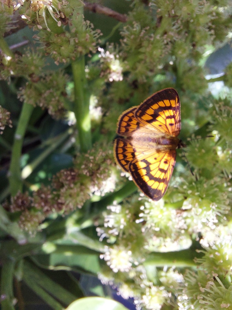 North Island Coastal copper from New Plymouth District, Taranaki, New ...
