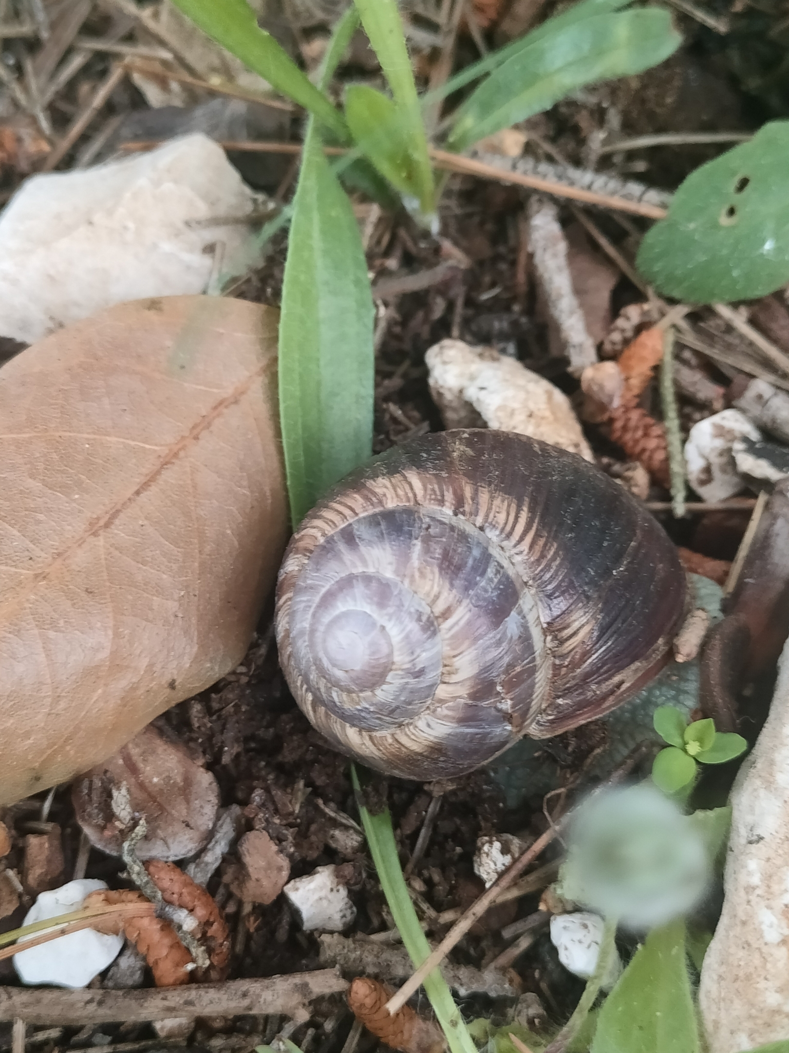 Helix cincta O.F.Müller, 1774