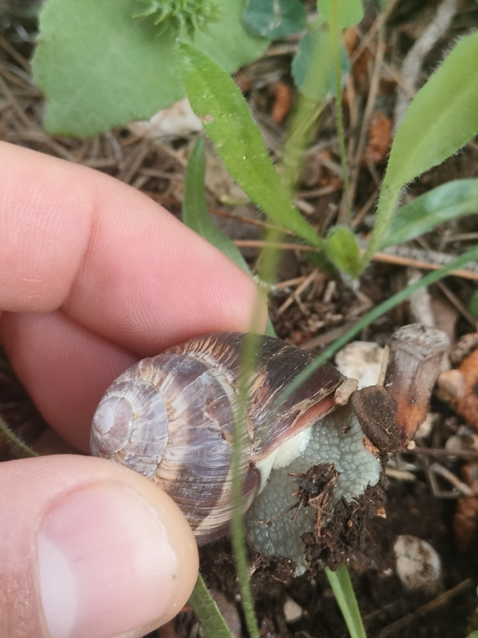 Helix cincta O.F.Müller, 1774