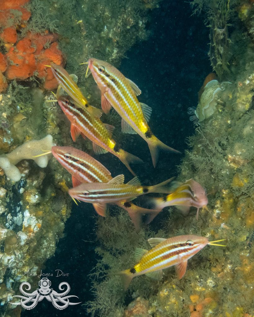 Blacksaddle Goatfish from Sydney NSW, Australia on May 16, 2023 at 06: ...