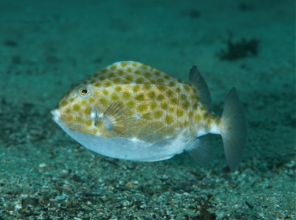 Eastern Smooth Boxfish (Fishes of Cabbage Tree Bay Aquatic Reserve ...