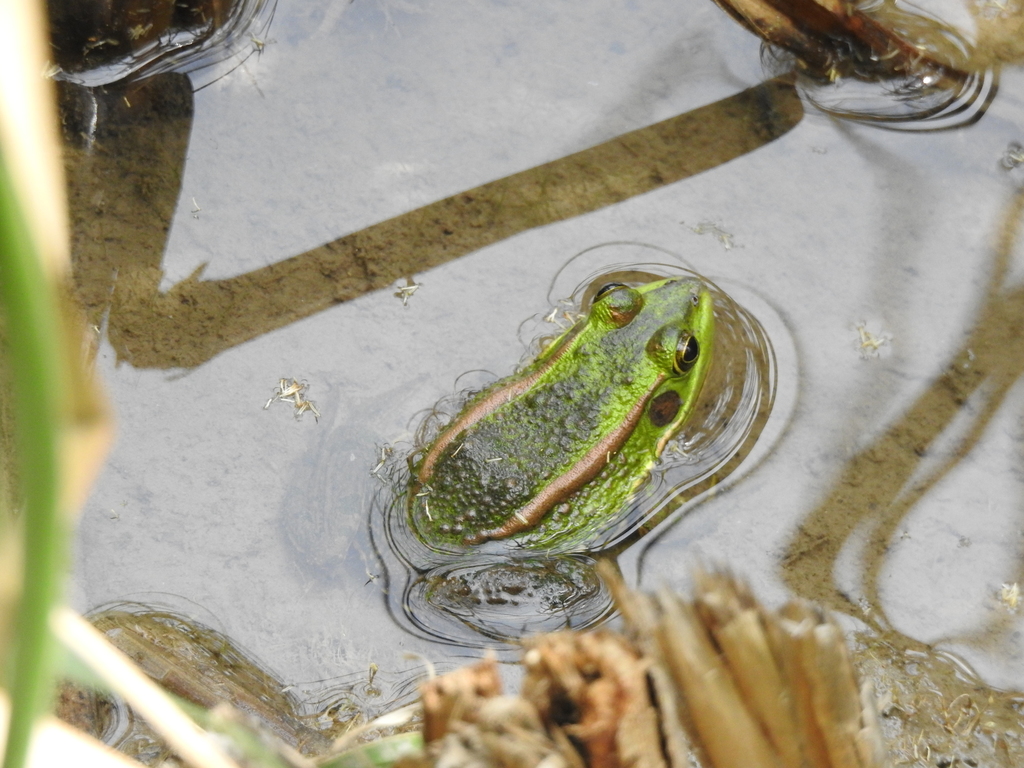 Eastern Golden Frog from 中国上海市浦东新区 on June 2, 2018 at 01:46 PM by plusq ...