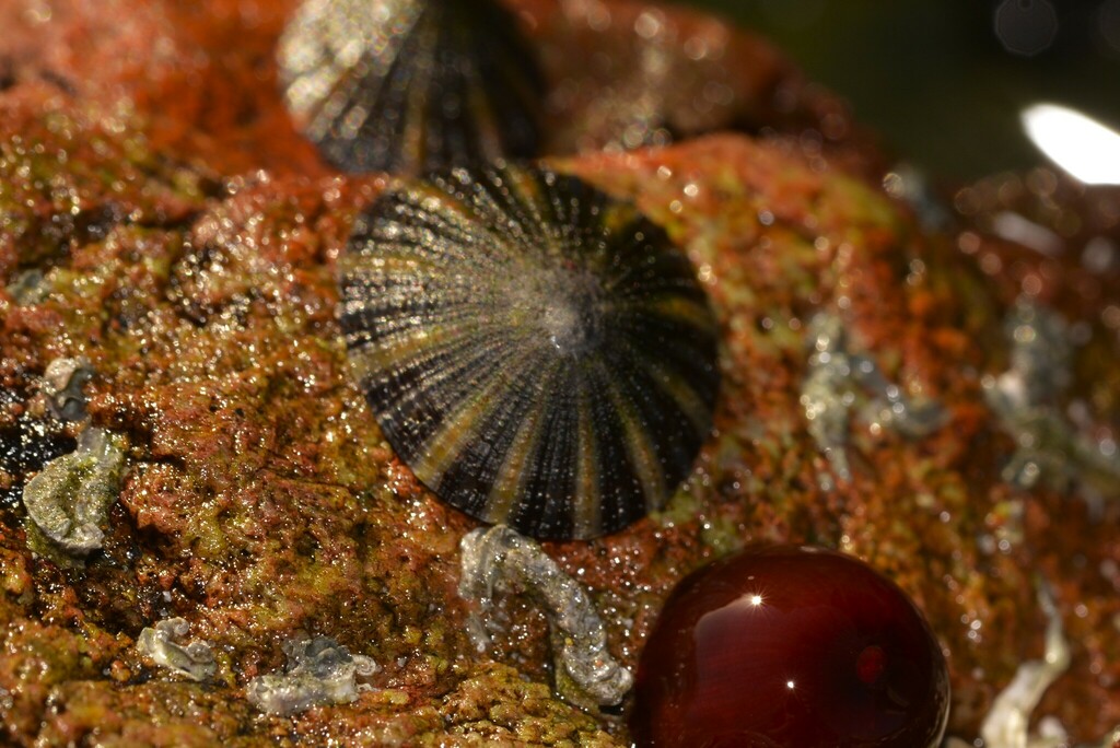 Variegated limpet from Port Macquarie NSW 2444, Australia on May 12 ...