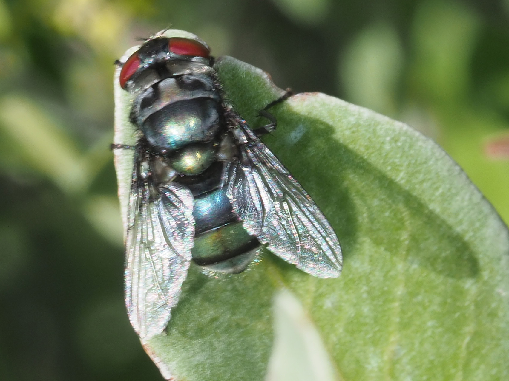Chrysomya chloropyga (Wiedemann, 1818)