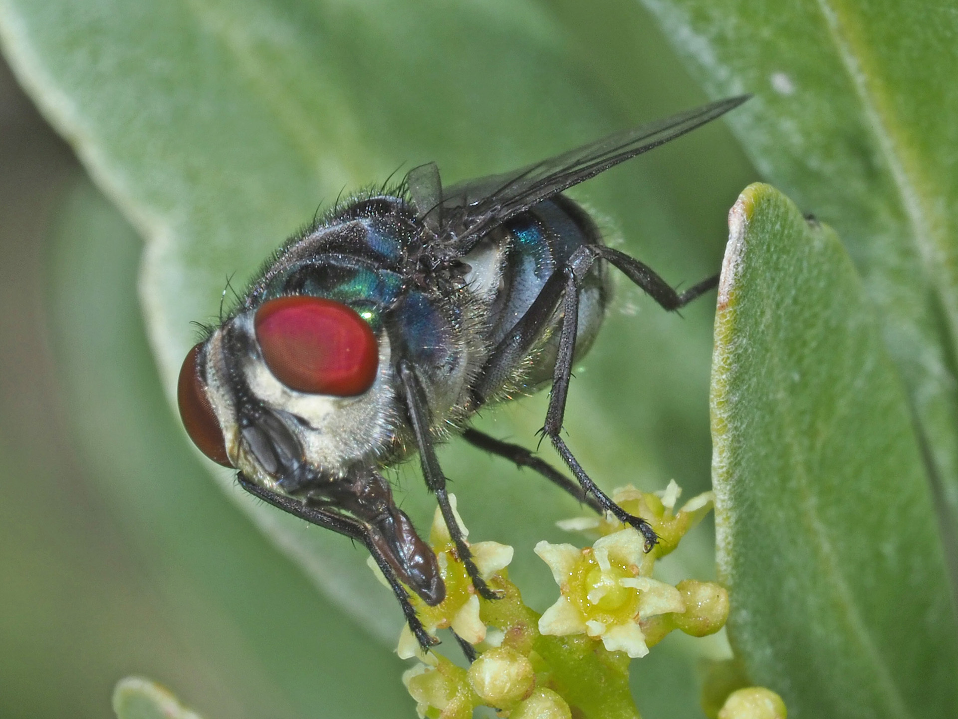 Chrysomya chloropyga (Wiedemann, 1818)