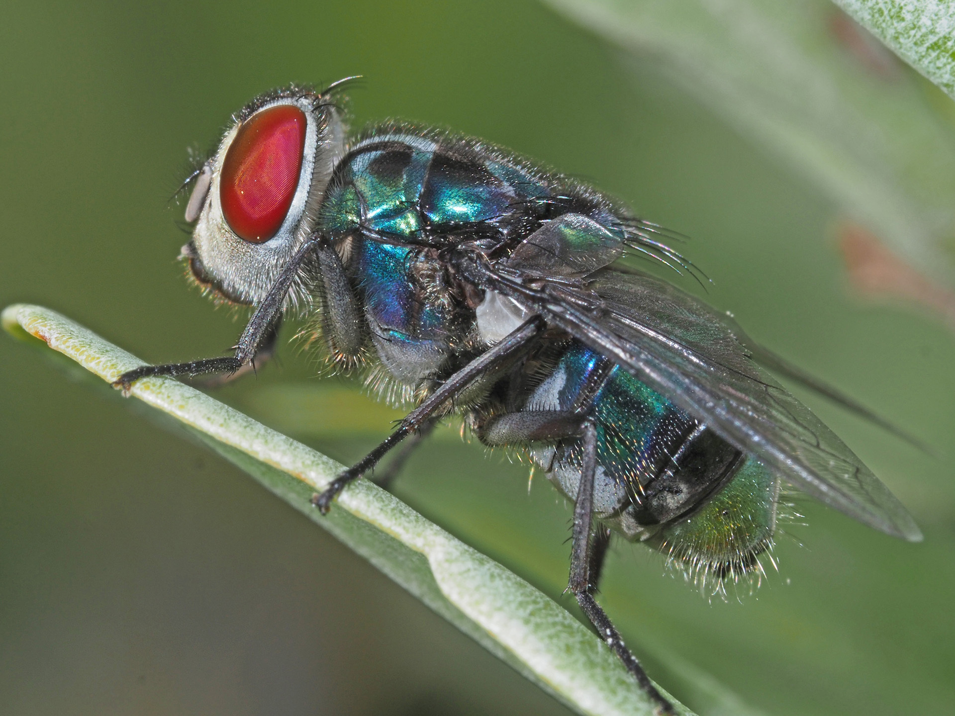 Chrysomya chloropyga (Wiedemann, 1818)