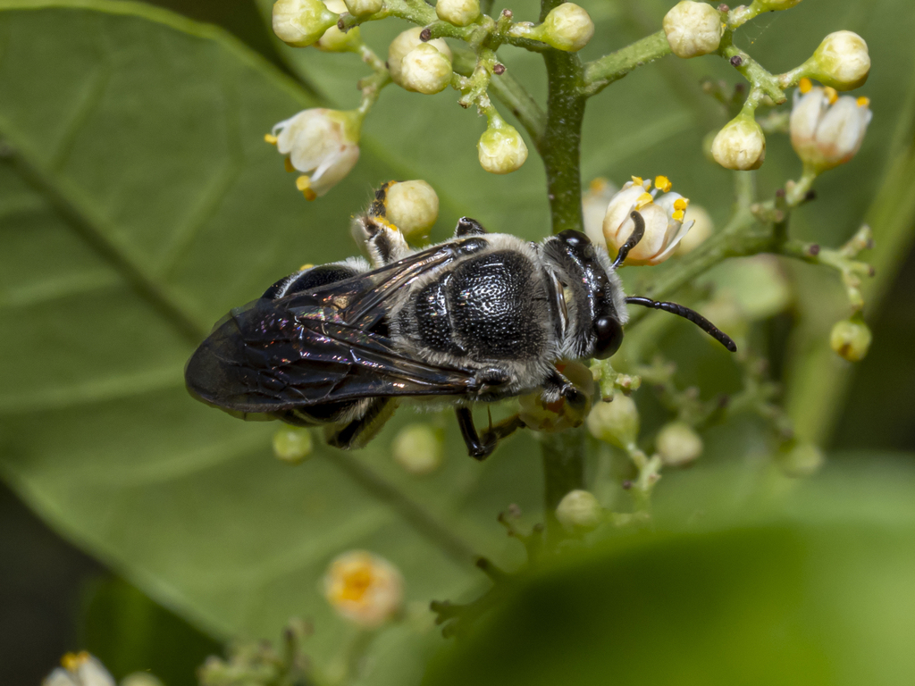 Sumac Cellophane Bee from Ruskin, FL, USA on May 15, 2023 at 10:06 AM ...