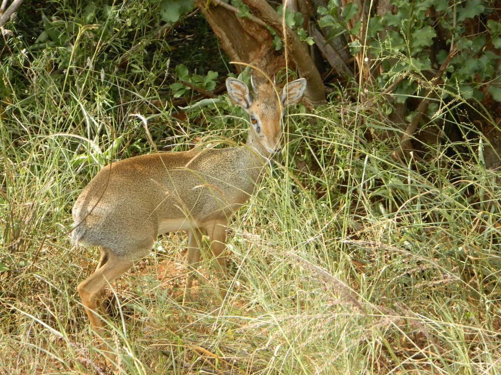 Hinde's Dik-Dik (Madoqua hindei) - Know Your Mammals