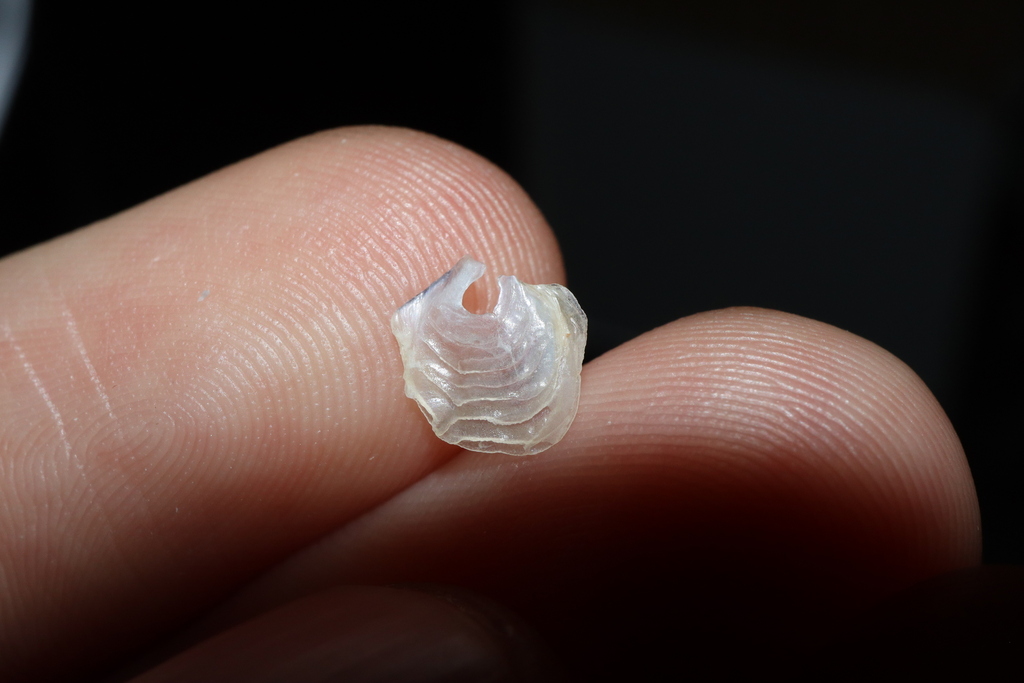 Jingle Shells from Port Macquarie NSW 2444, Australia on May 13, 2023 ...