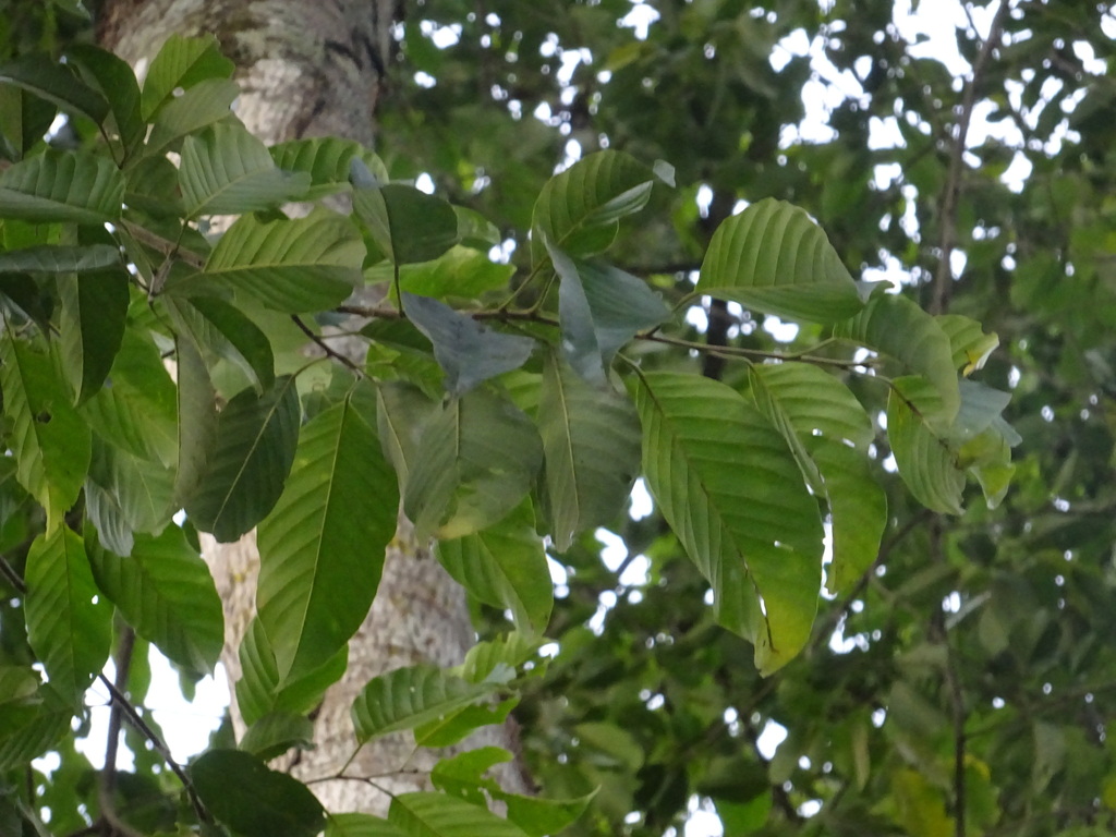 Coula edulis from Tonkpi, Côte d'Ivoire on April 2, 2020 at 07:30 PM by ...