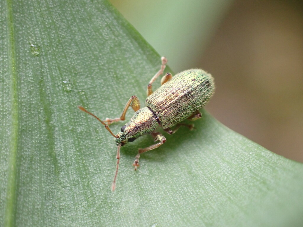 Silver-green leaf weevil from Cornwall, UK on May 06, 2023 at 01:42 PM ...