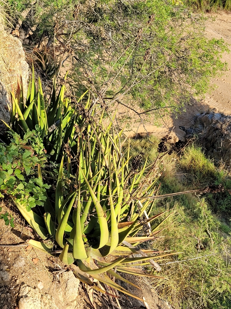 Aloe lutescens from Kruger Park, South Africa on May 16, 2023 at 08:10 ...