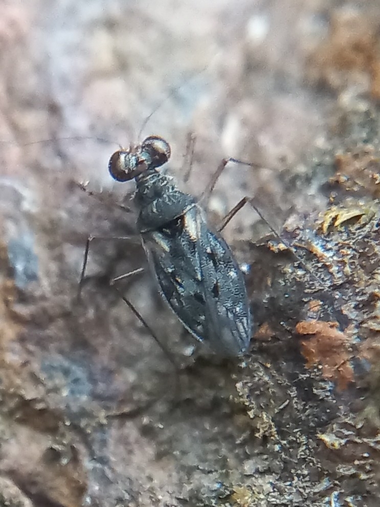 Leptopus from Kolagi, Karnataka 577424, India on May 12, 2023 at 05:41 ...