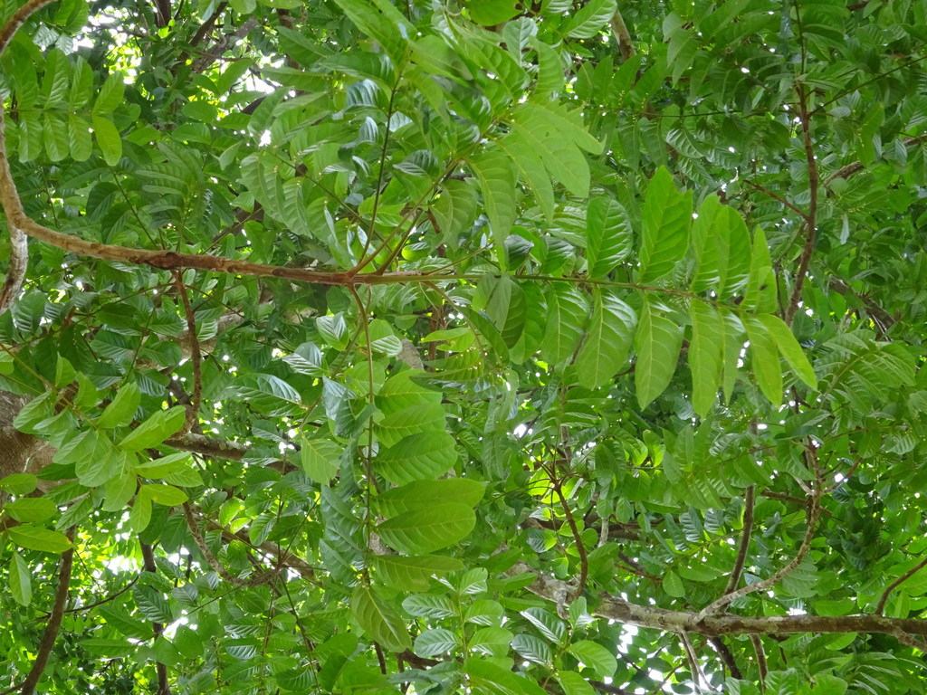 sapele in March 2020 by Robin Heymans · iNaturalist