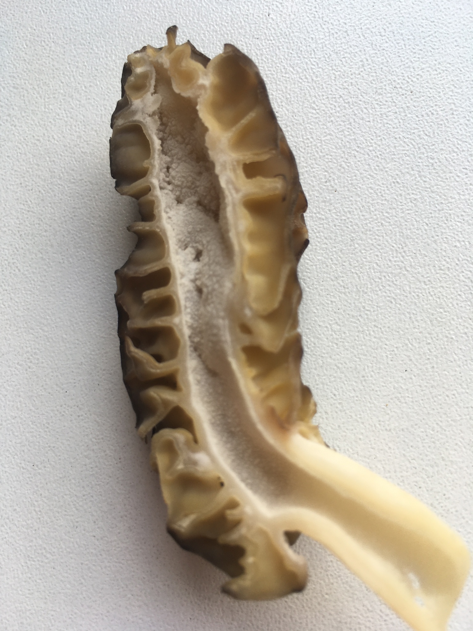 Morchella deliciosa Fr.