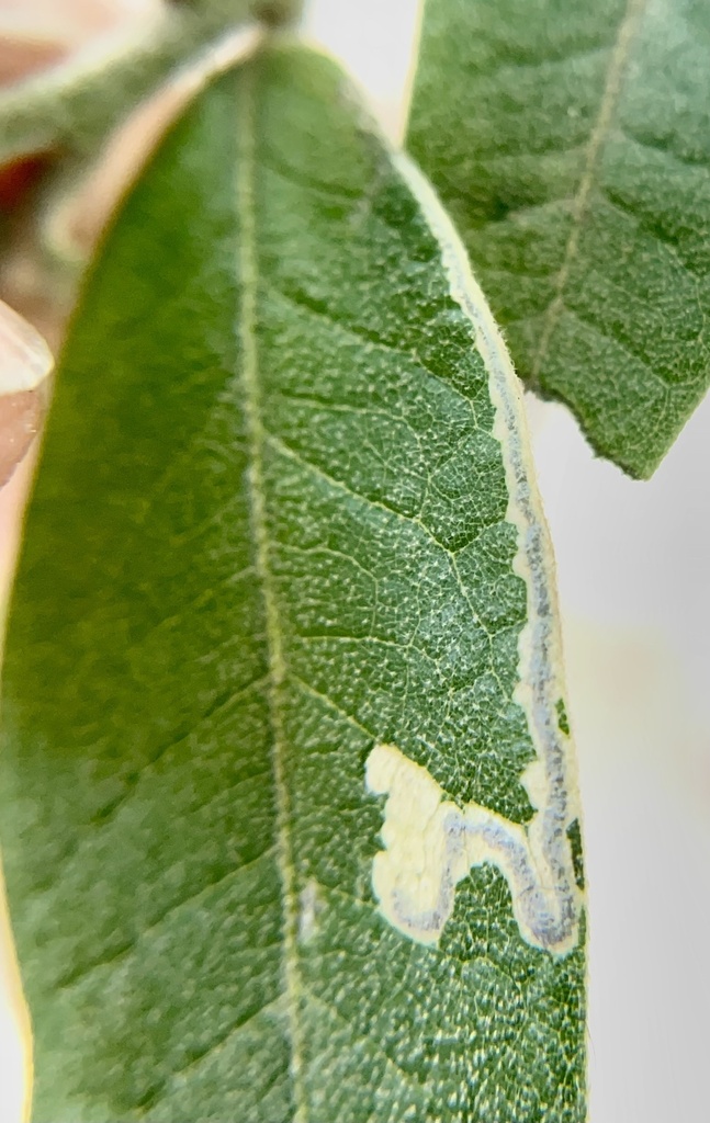 Stigmella from Privada Heriberto Jara, Naucalpan, México, MX on May 15 ...