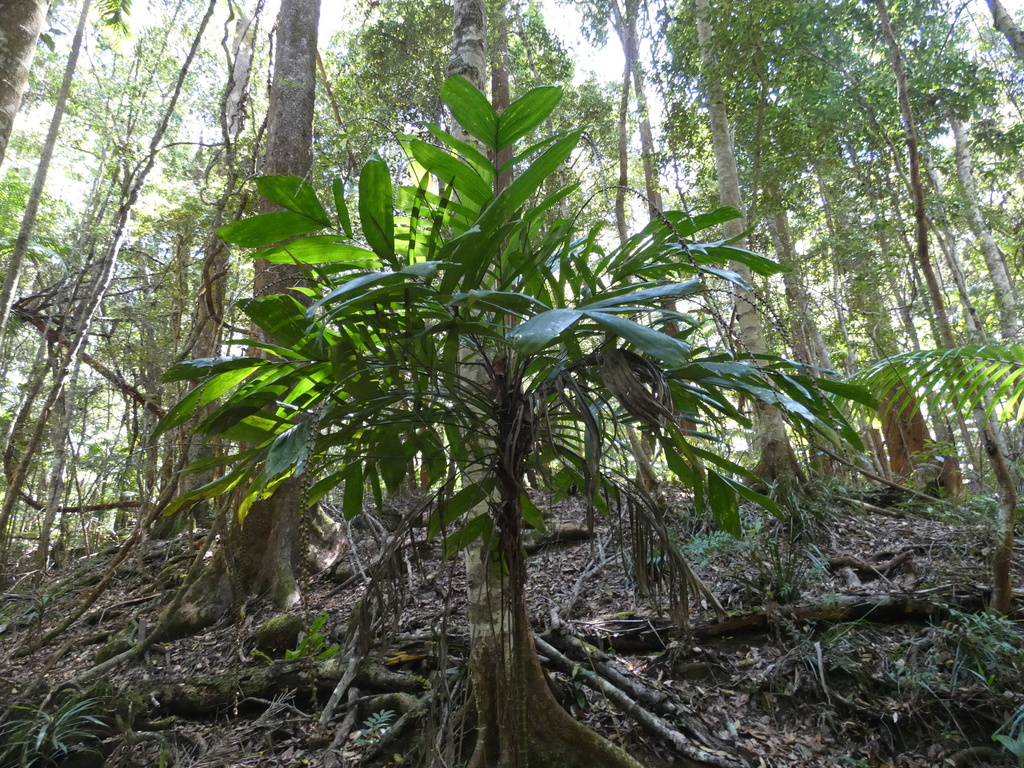 Walking stick palm from Bonville NSW 2450, Australia on November 10, 2018 at 10:18 AM by Nick ...