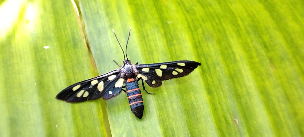 Amata aurantiaca from Taif Saudi Arabia on April 26, 2023 at 01:36 PM ...